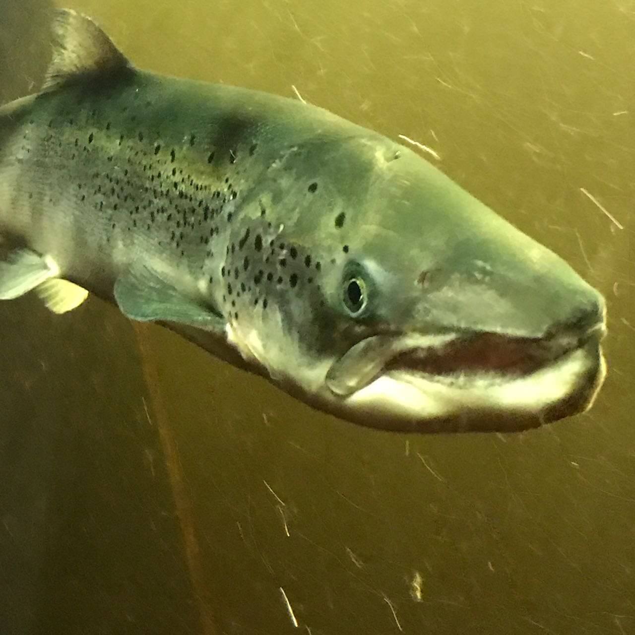 Lachse in der Hagener AU - vefpu.de